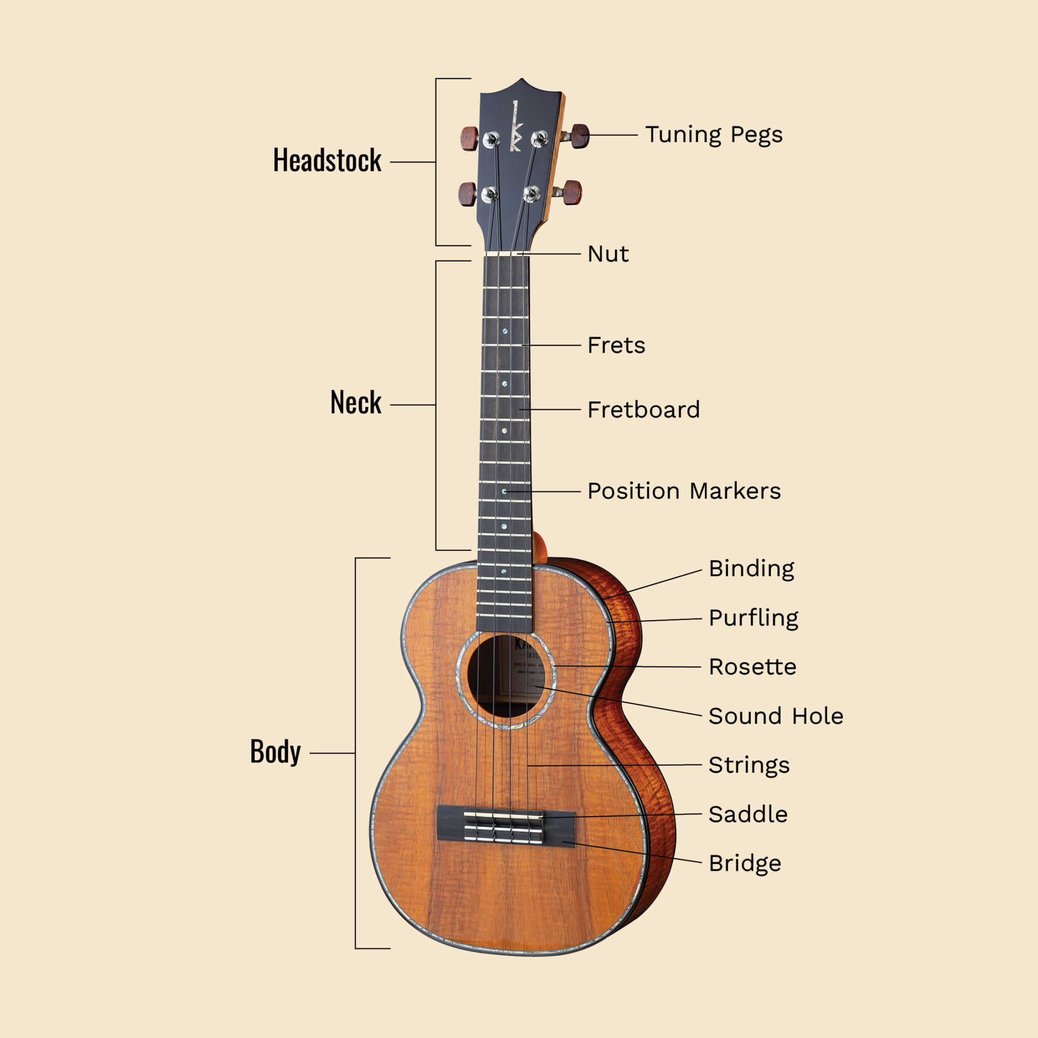 Ukulele Anatomy – Kamaka Hawaii